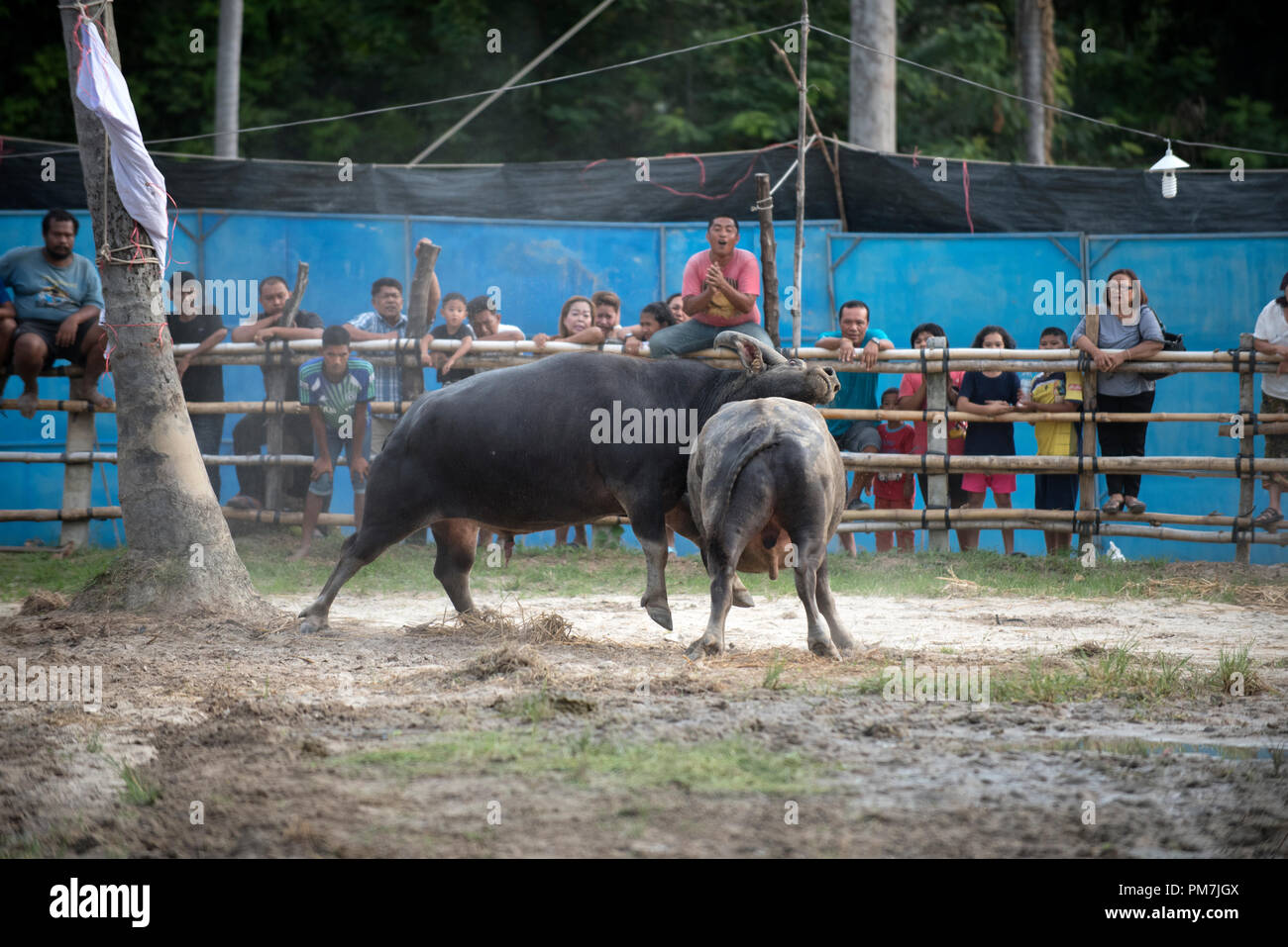Thailand, fighting Buffalo (Bubalus bubalis), Fighting Stock Photo - Alamy