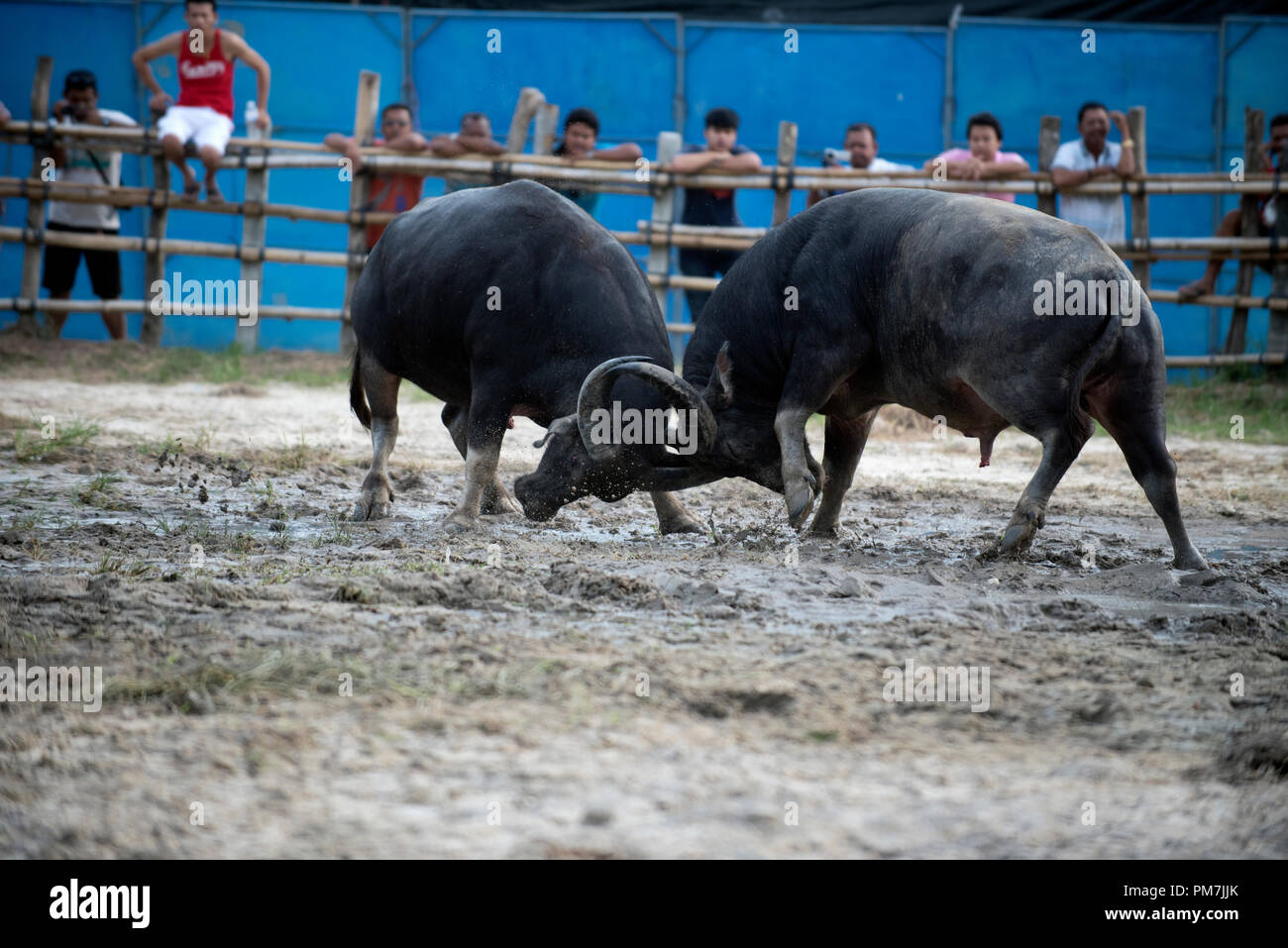 Thailand, fighting Buffalo (Bubalus bubalis), Fighting Stock Photo - Alamy