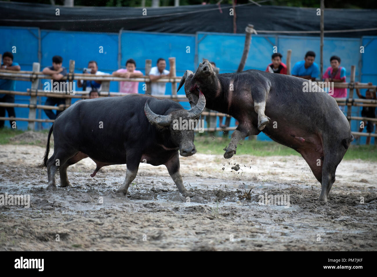 Thailand, fighting Buffalo (Bubalus bubalis), Fighting Stock Photo - Alamy