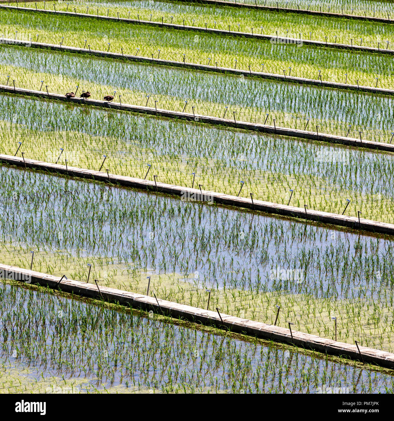 Traditional asian green rice fields. Closeup image Stock Photo - Alamy
