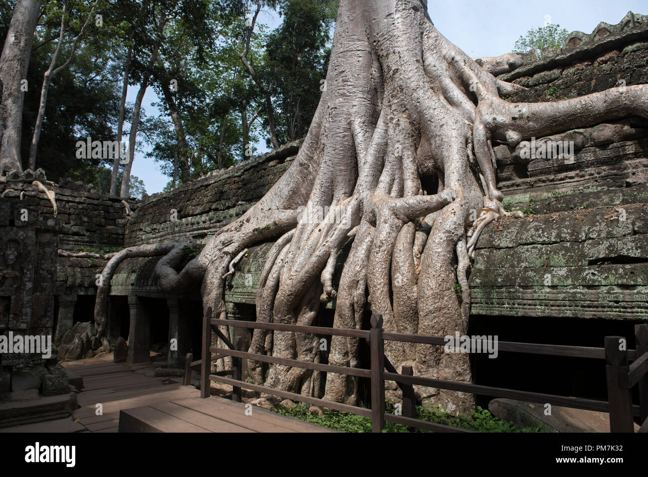 Tree growing on temple hi-res stock photography and images - Alamy