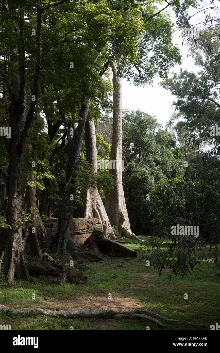 Big trees at the ta prohm hi-res stock photography and images - Alamy