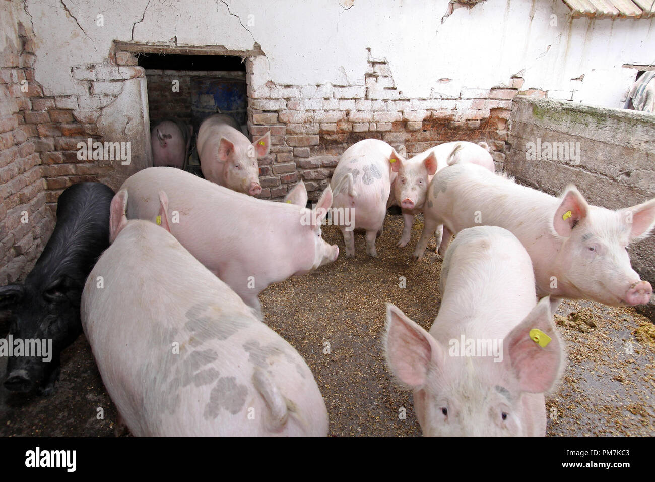 Several domestic pigs in pen at farm Stock Photo - Alamy
