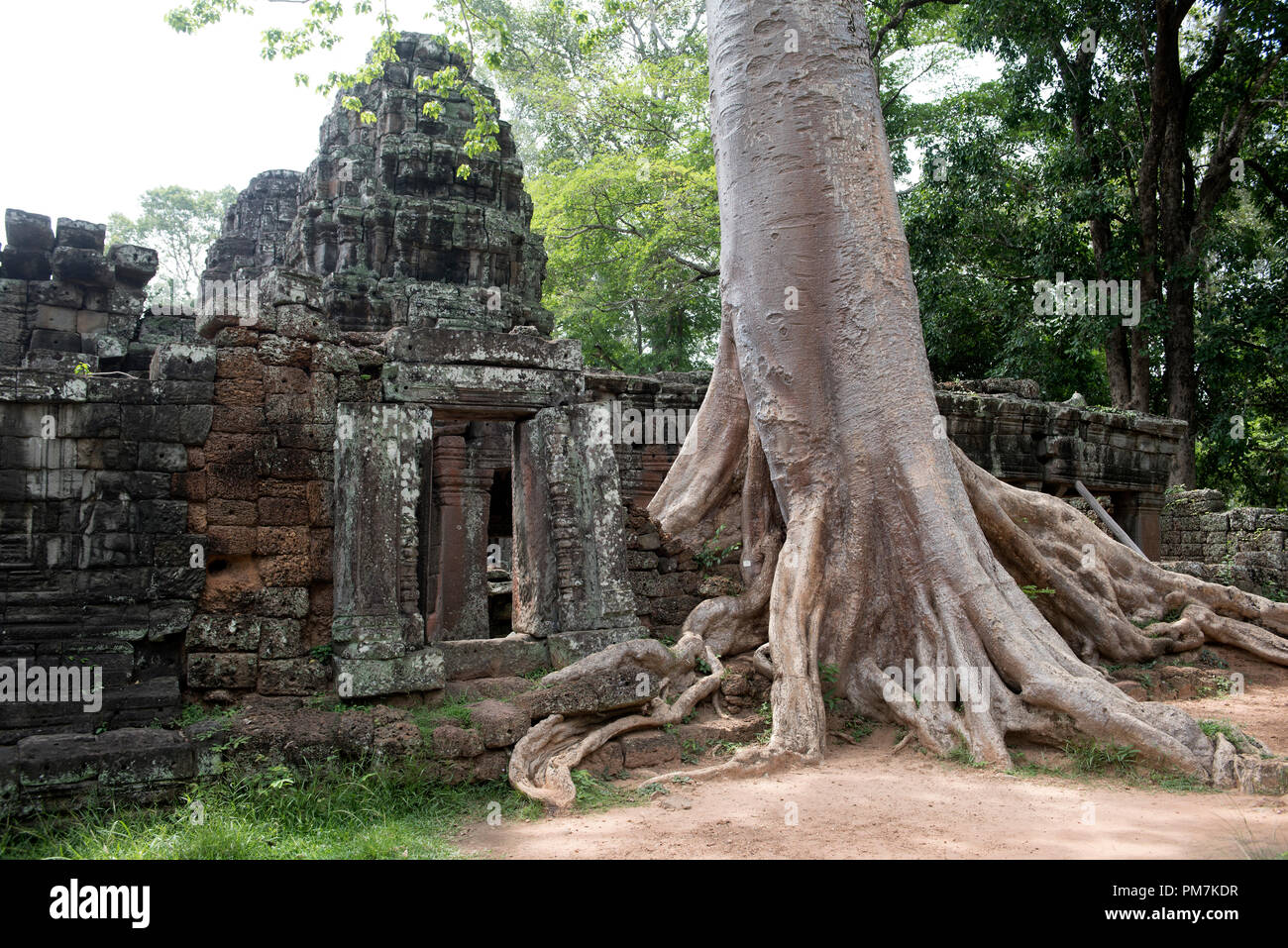 Cambodia; Siem Raep; Angkor; Temple of Ta Prohm; big tree Stock Photo ...