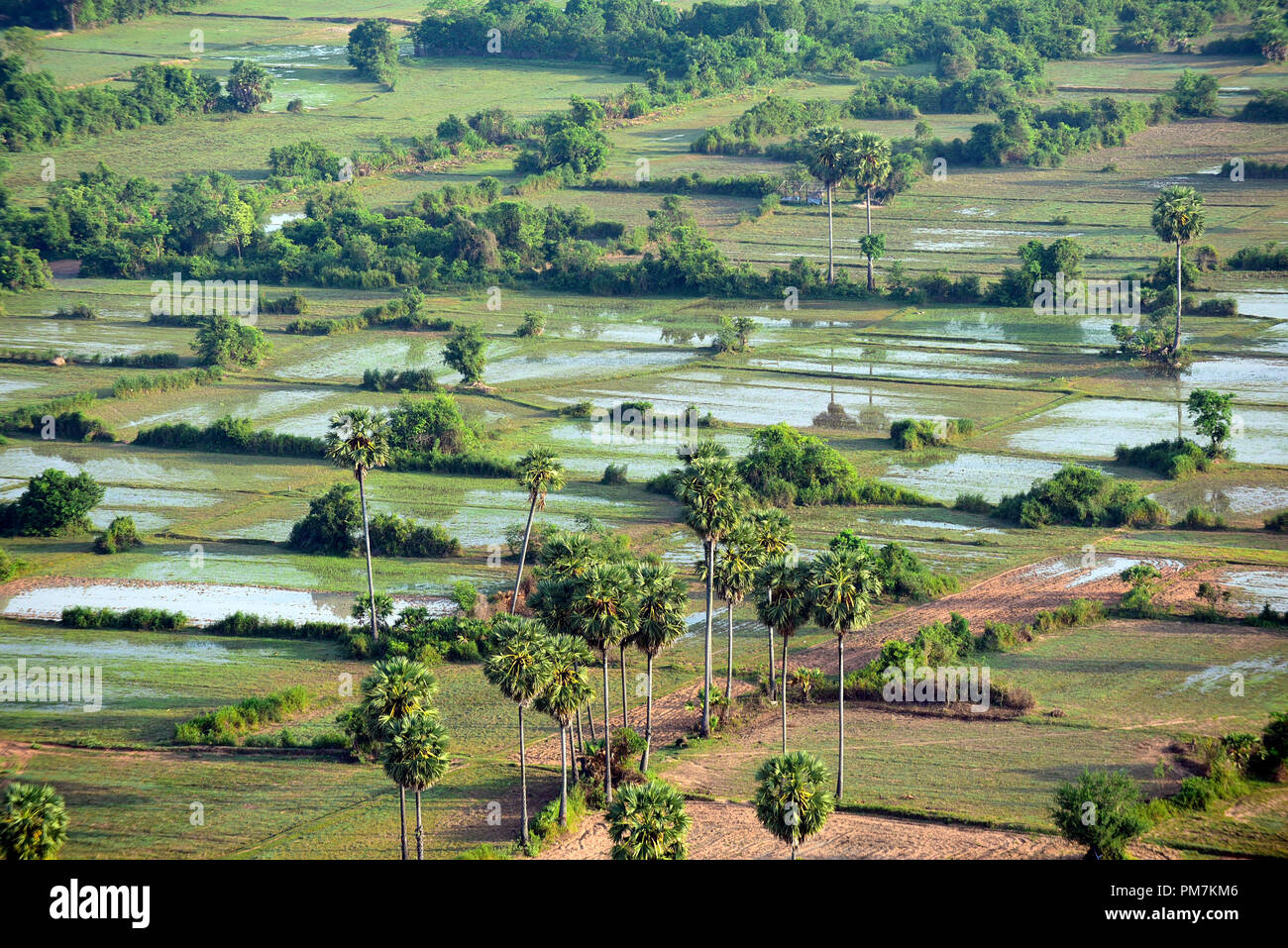Cambodia, Siem Raep; around Angkor Vat, Rice-field Stock Photo - Alamy
