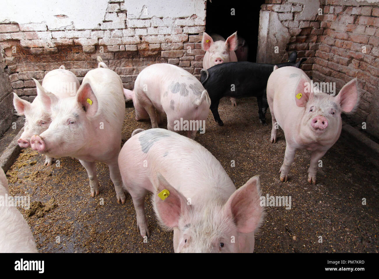 Domestic pigs pigsty hi-res stock photography and images - Alamy