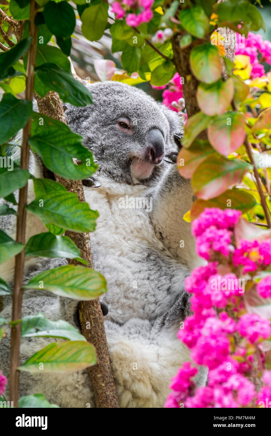 Koala (Phascolarctos cinereus) resting in flowering tree, marsupial ...