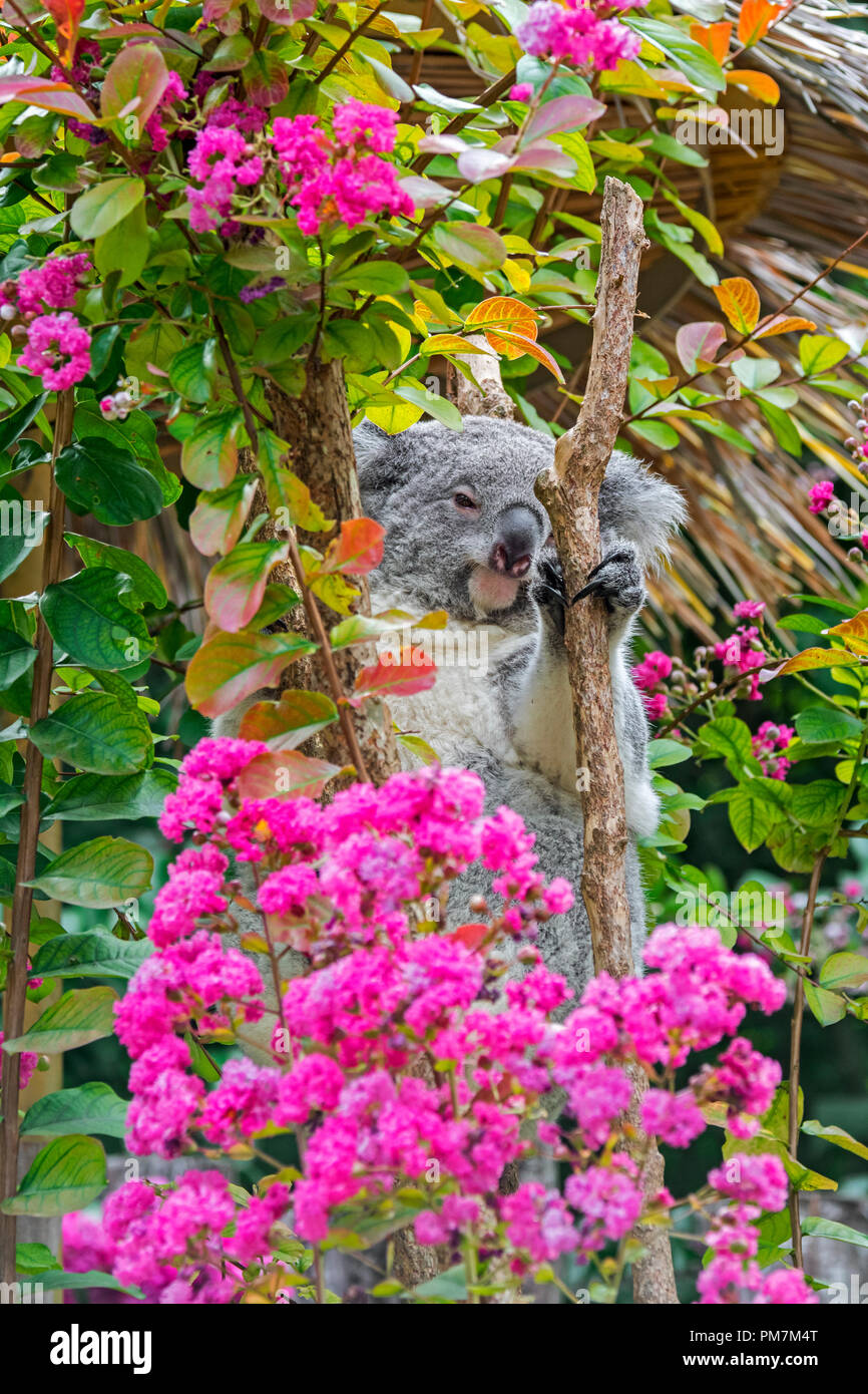 Koala (Phascolarctos cinereus) resting in flowering tree, marsupial ...