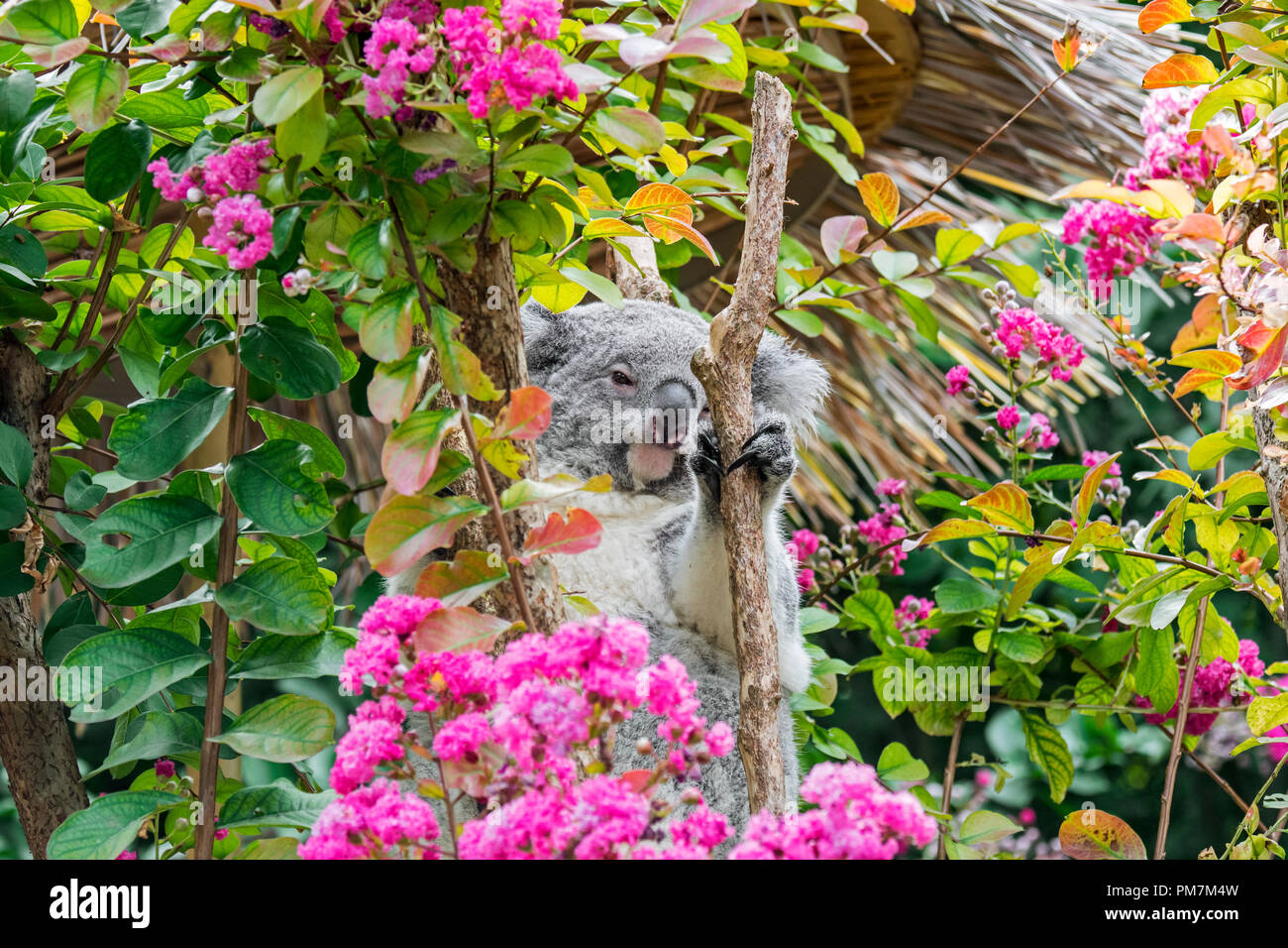 Koala (Phascolarctos cinereus) resting in flowering tree, marsupial ...