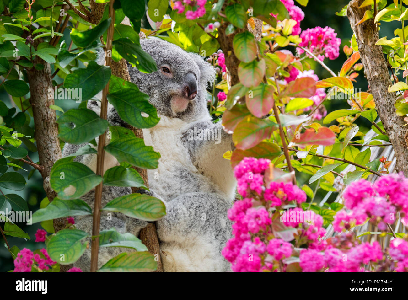 Koala (Phascolarctos cinereus) resting in flowering tree, marsupial ...