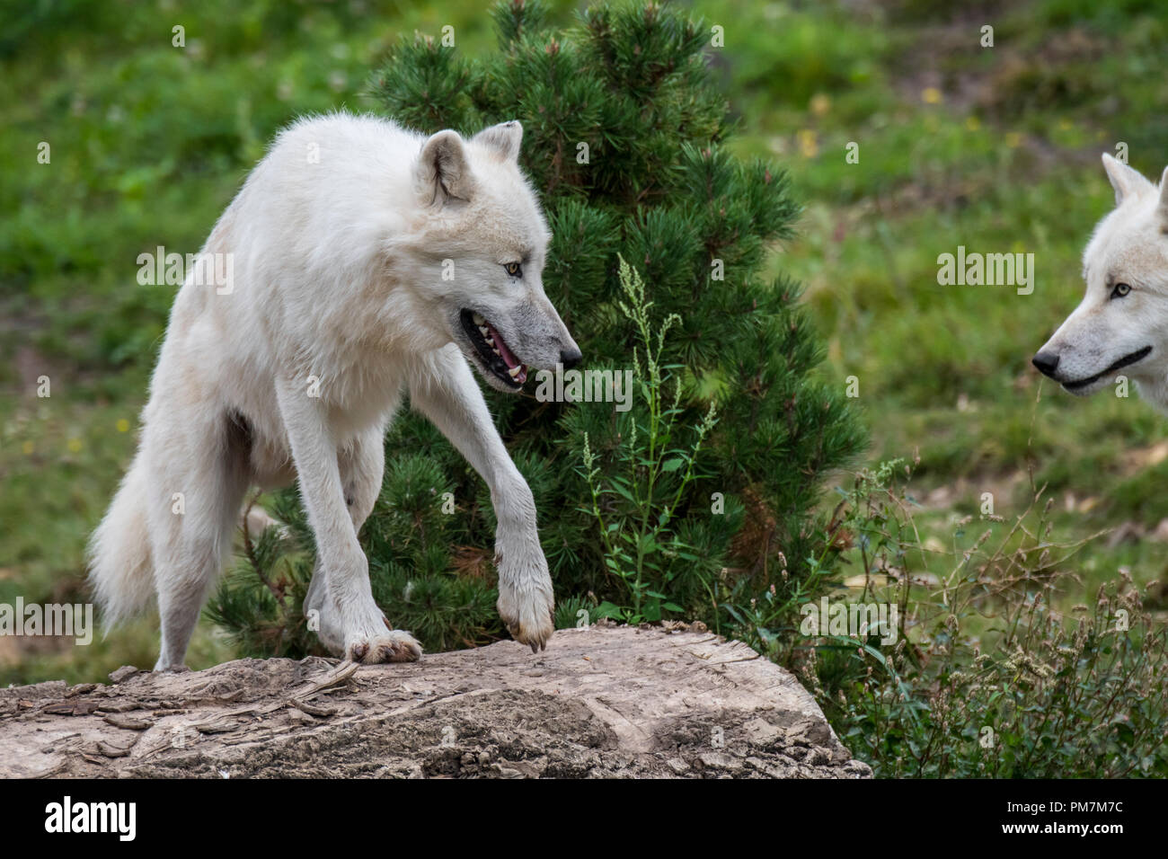 Two Canadian Arctic wolves / white wolves / Polar wolf (Canis lupus ...
