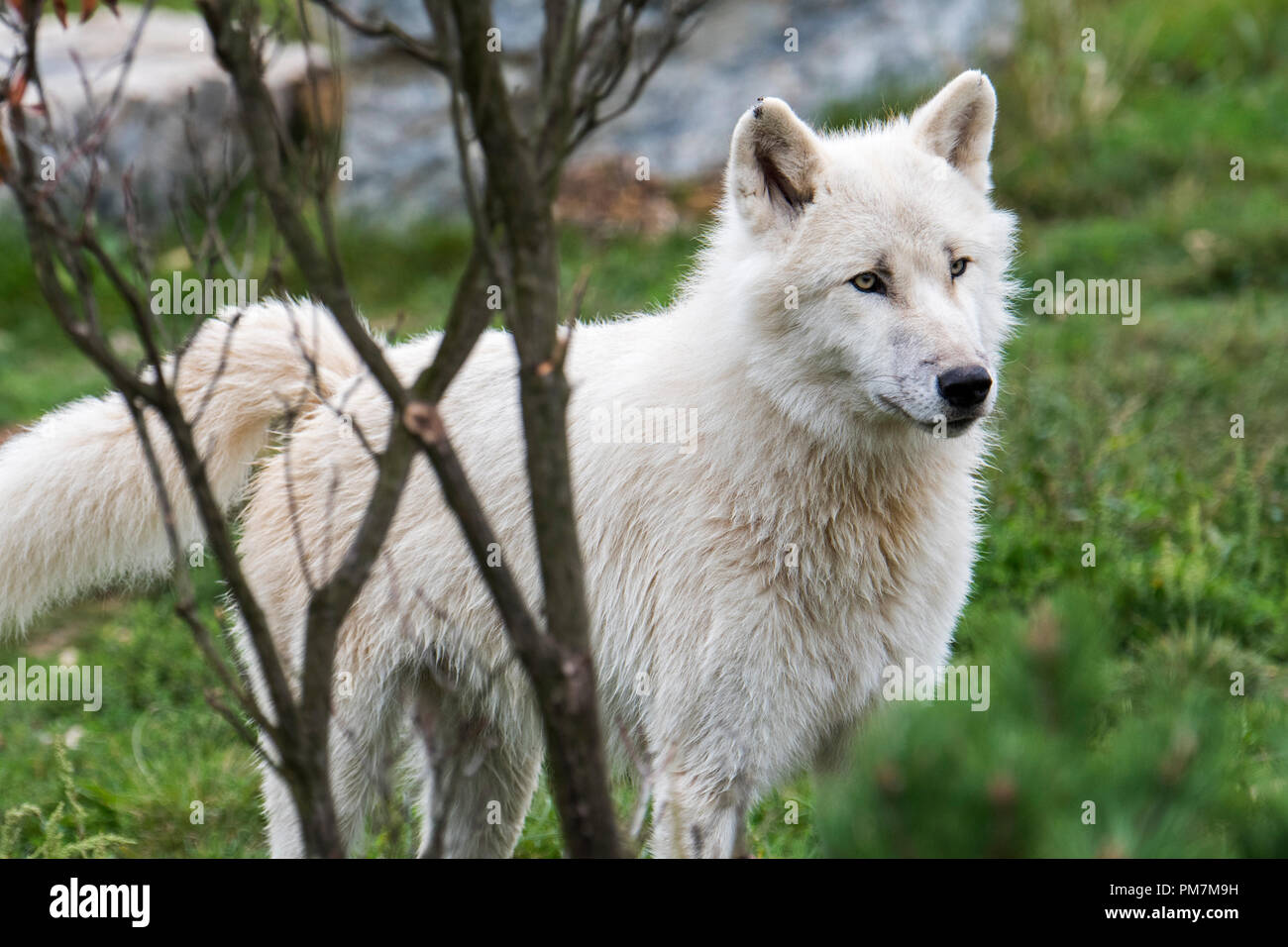 Lone Canadian Arctic wolf / white wolf / Polar wolf (Canis lupus arctos ...