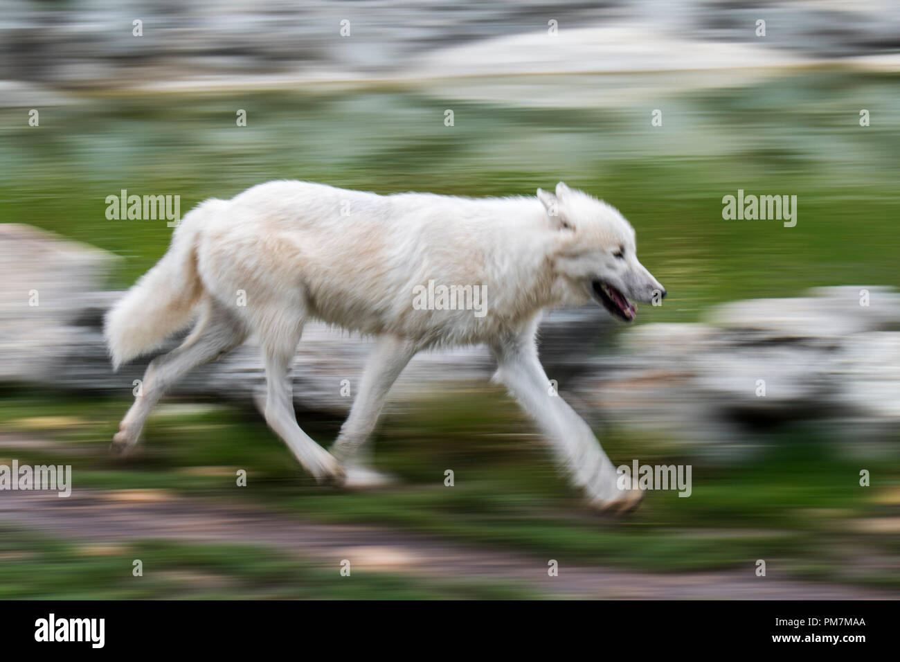 White Wolf Running