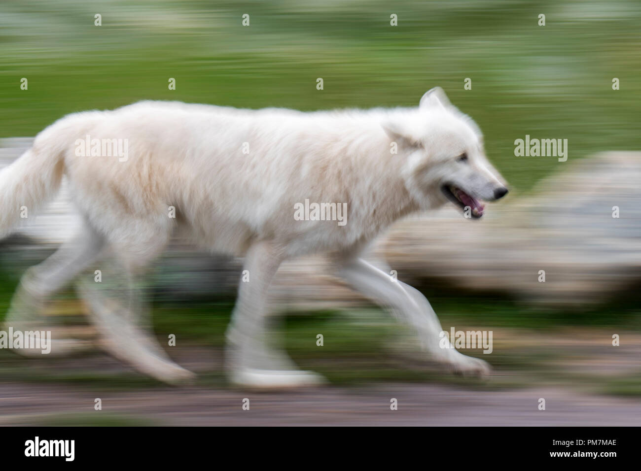 Lone Canadian Arctic wolf / white wolf / Polar wolf (Canis lupus arctos ...