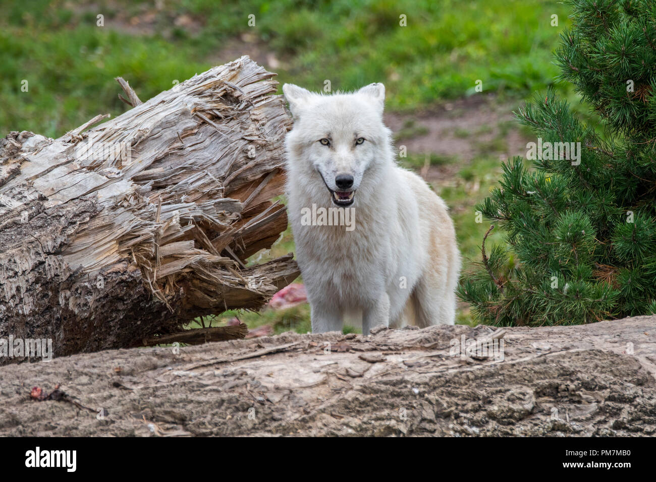 Lone Canadian Arctic wolf / white wolf / Polar wolf (Canis lupus arctos ...