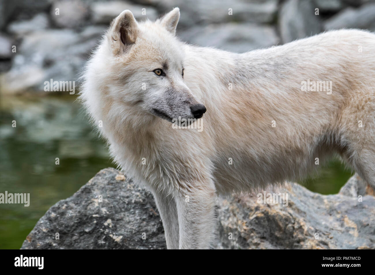Close up portrait of lone Canadian Arctic wolf / white wolf / Polar ...