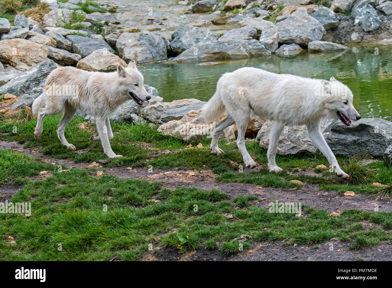 Two Canadian Arctic wolves / white wolves / Polar wolf (Canis lupus ...