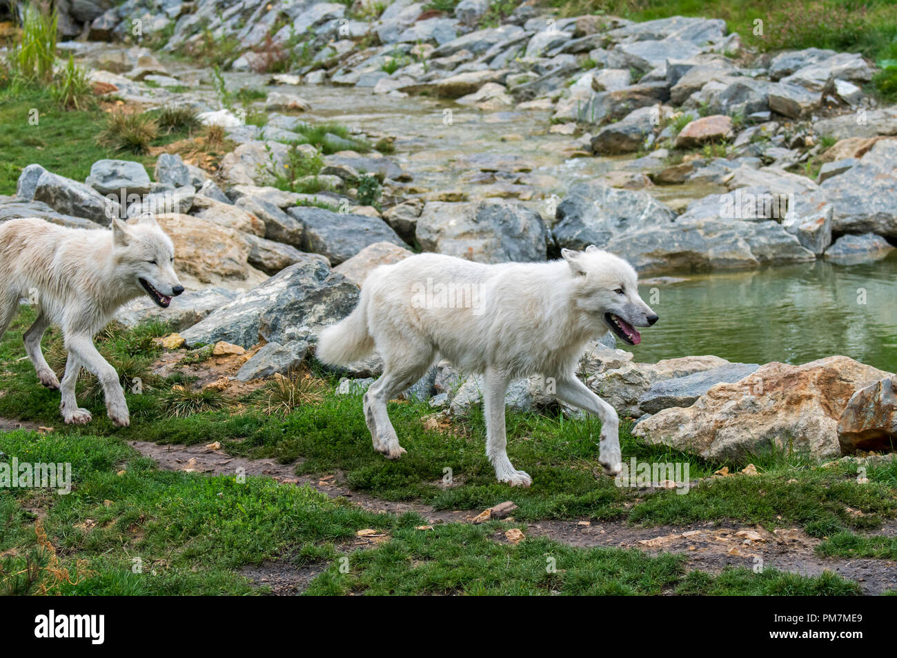White wolves hunting hi-res stock photography and images - Alamy