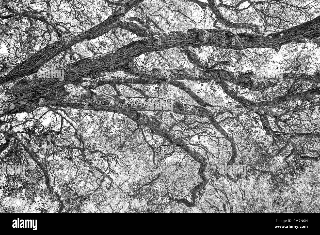 Sunlight live oak tree hi-res stock photography and images - Alamy