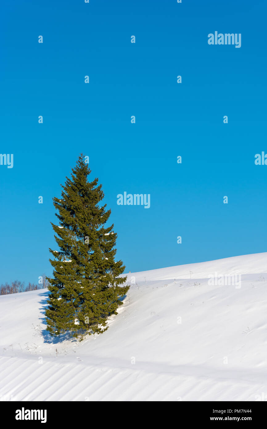 Lonely slender green spruce on a snowy slope against a blue sky Stock ...
