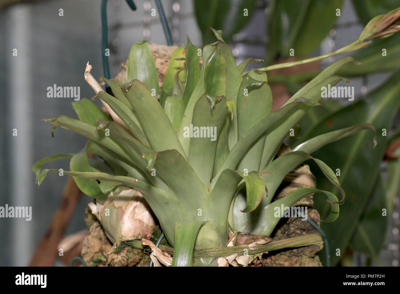 The bromeliads, also called pineapple plants, are a plant family in the ...
