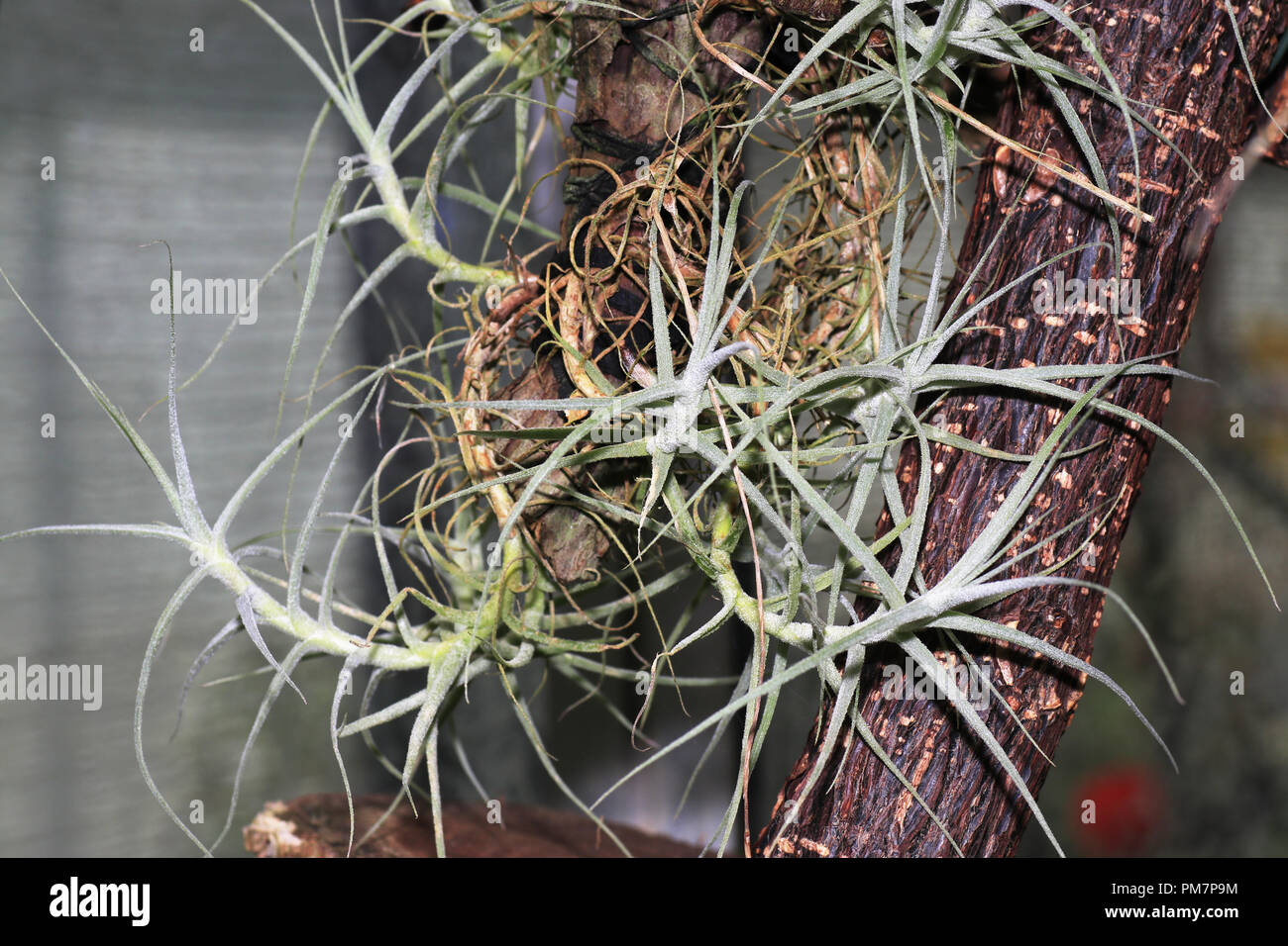 The bromeliads, also called pineapple plants, are a plant family in the ...