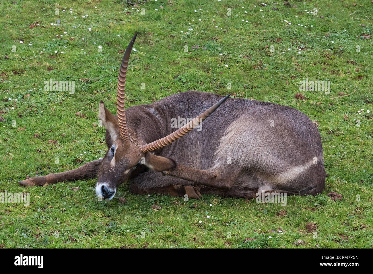 Antelope zoo spain hi-res stock photography and images - Alamy