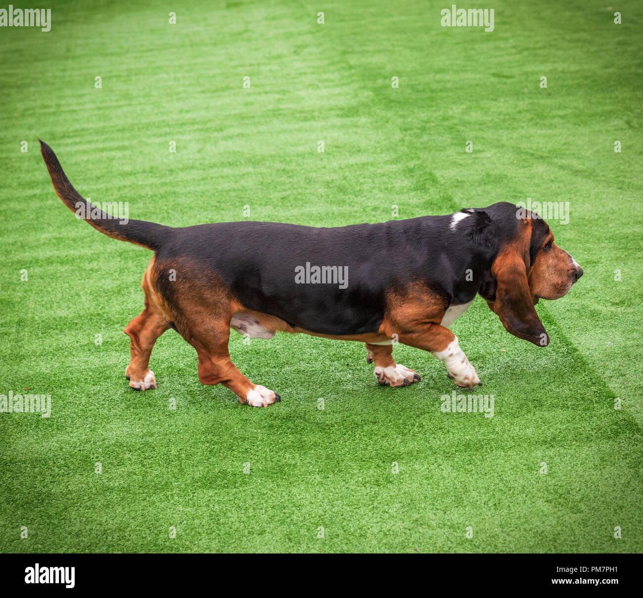Basset hound dog summer hi-res stock photography and images - Alamy