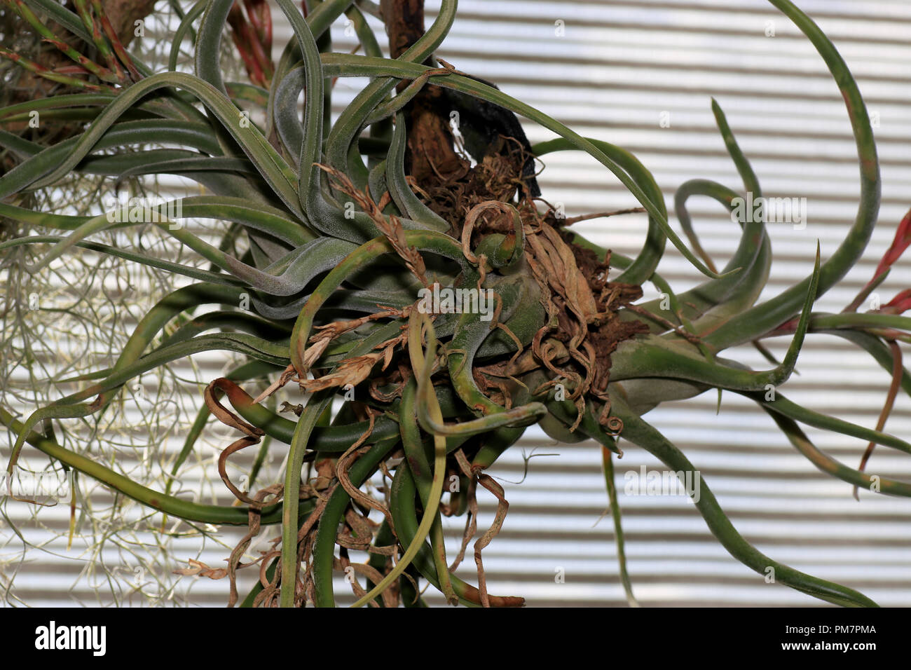 The bromeliads, also called pineapple plants, are a plant family in the ...