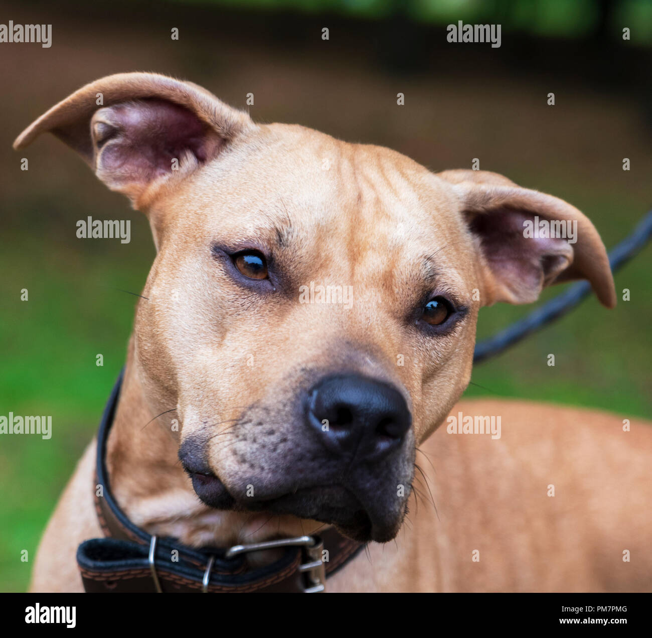 portrait brown American pit bull terrier , selective focus Stock Photo ...