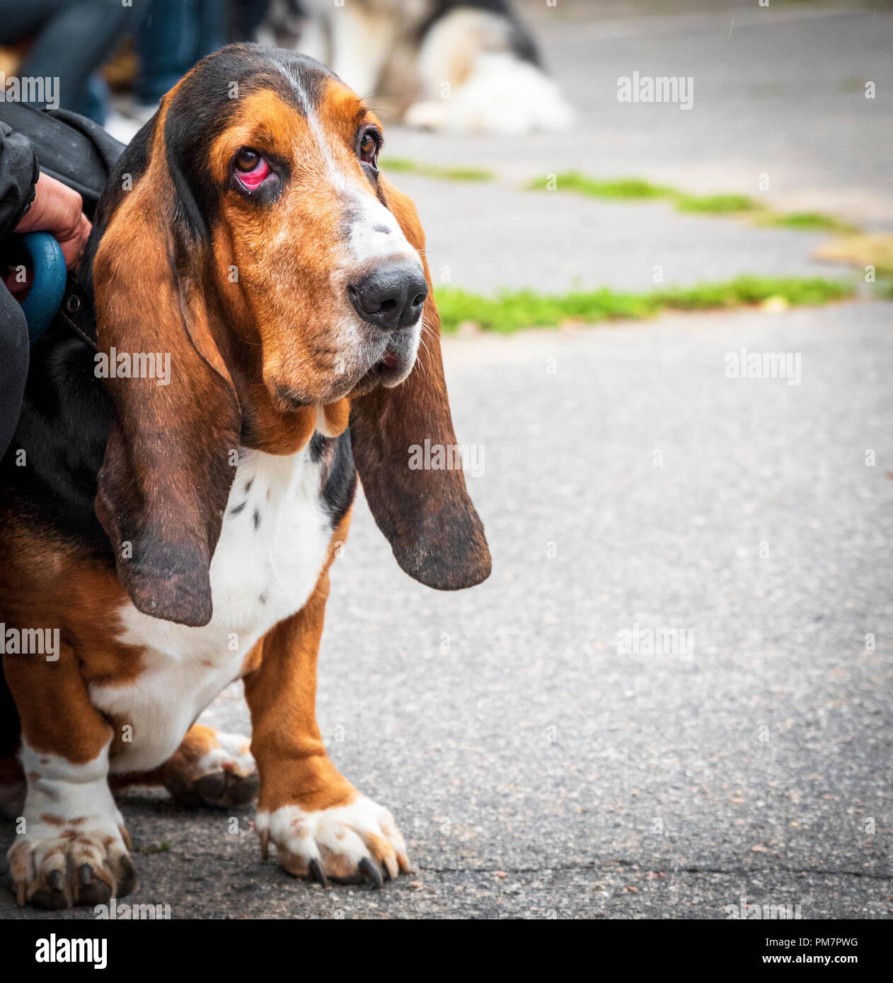 Brown basset hi-res stock photography and images - Alamy