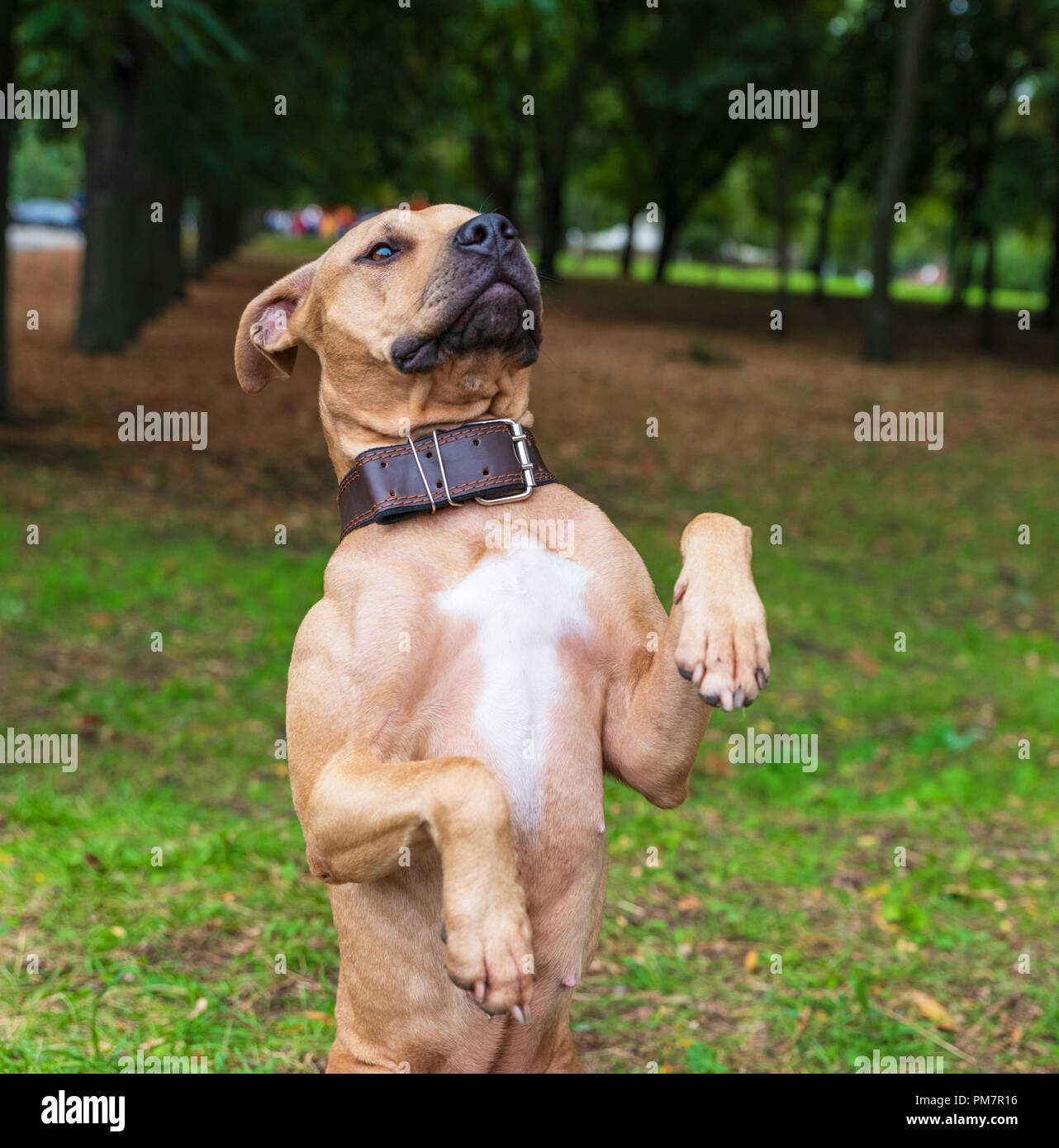 Pit bull dog aggressive hi-res stock photography and images - Alamy