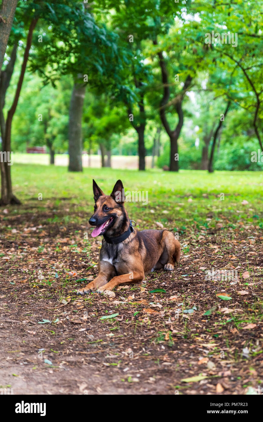 Brown belgian sheepdog hi-res stock photography and images - Alamy