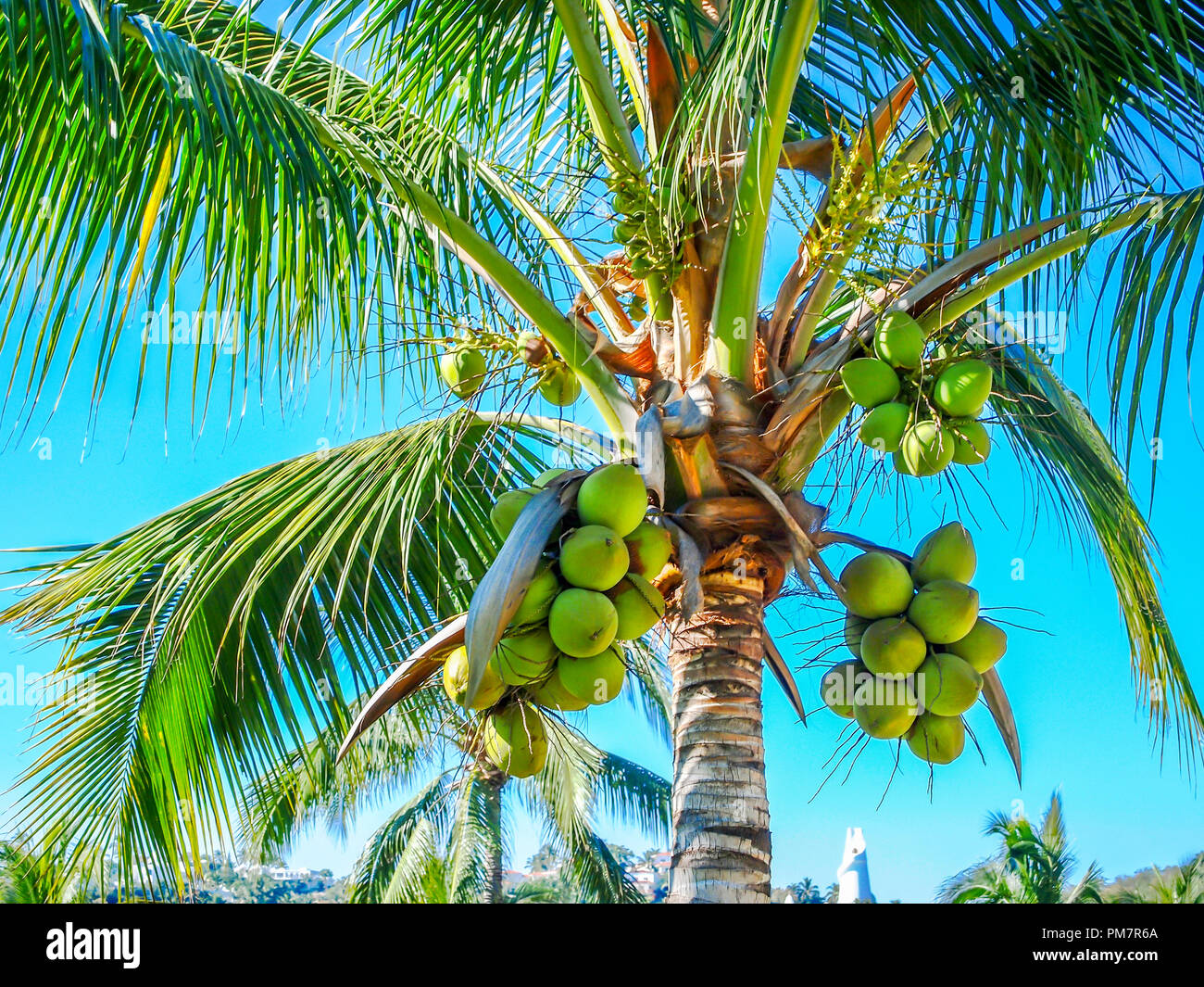 Top of palmtree hi-res stock photography and images - Alamy
