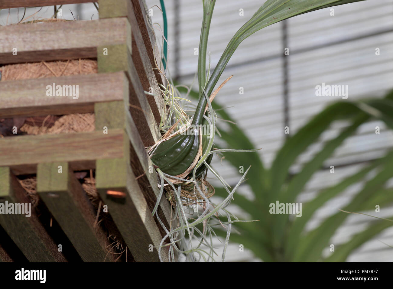 The bromeliads, also called pineapple plants, are a plant family in the ...