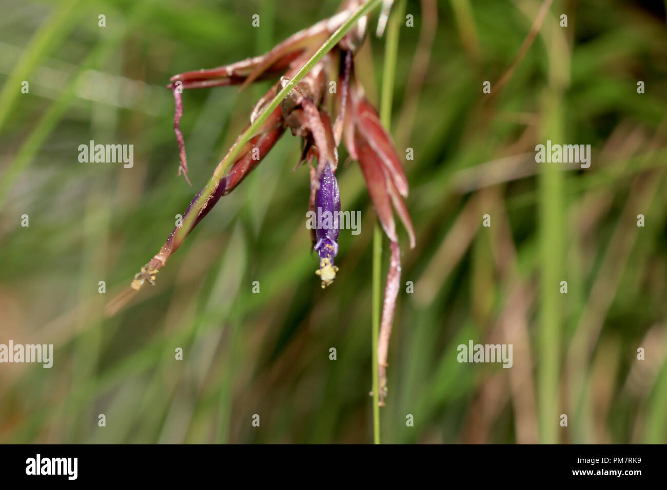 The bromeliads, also called pineapple plants, are a plant family in the ...