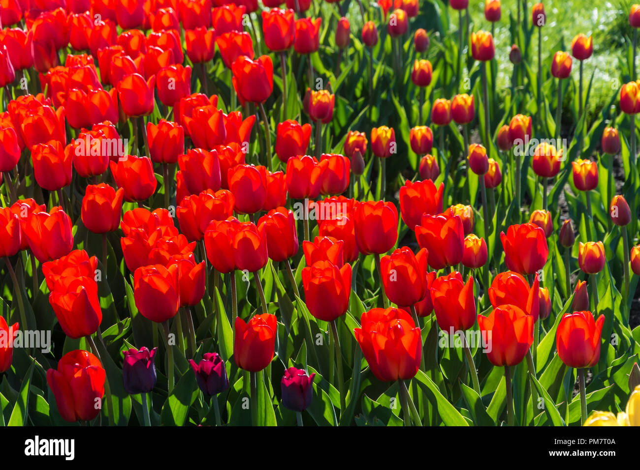 Big red tulips bloom hi-res stock photography and images - Alamy