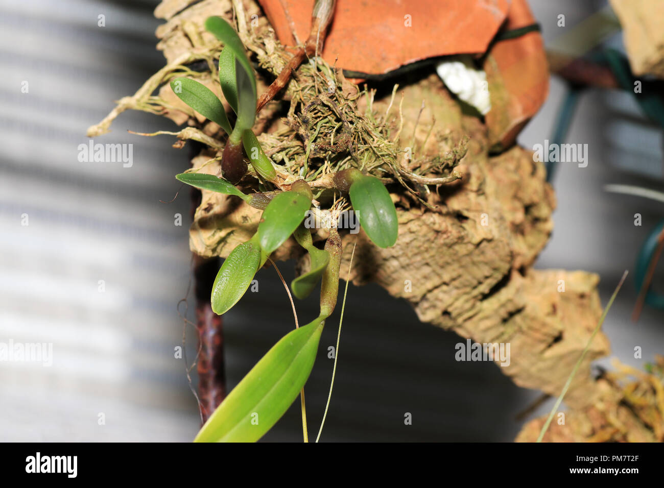The bromeliads, also called pineapple plants, are a plant family in the ...