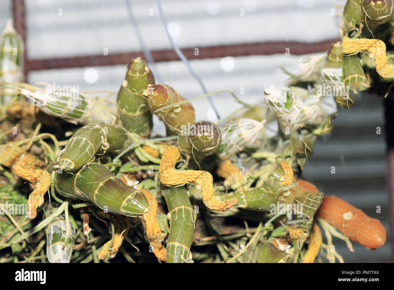 The bromeliads, also called pineapple plants, are a plant family in the ...