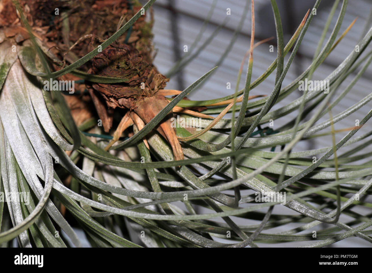 The bromeliads, also called pineapple plants, are a plant family in the ...
