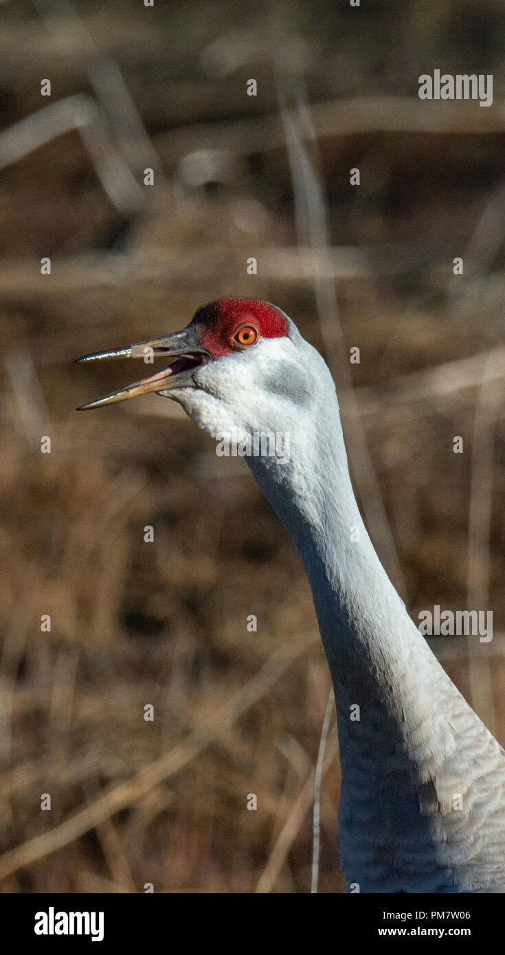 Extended crane hi-res stock photography and images - Alamy