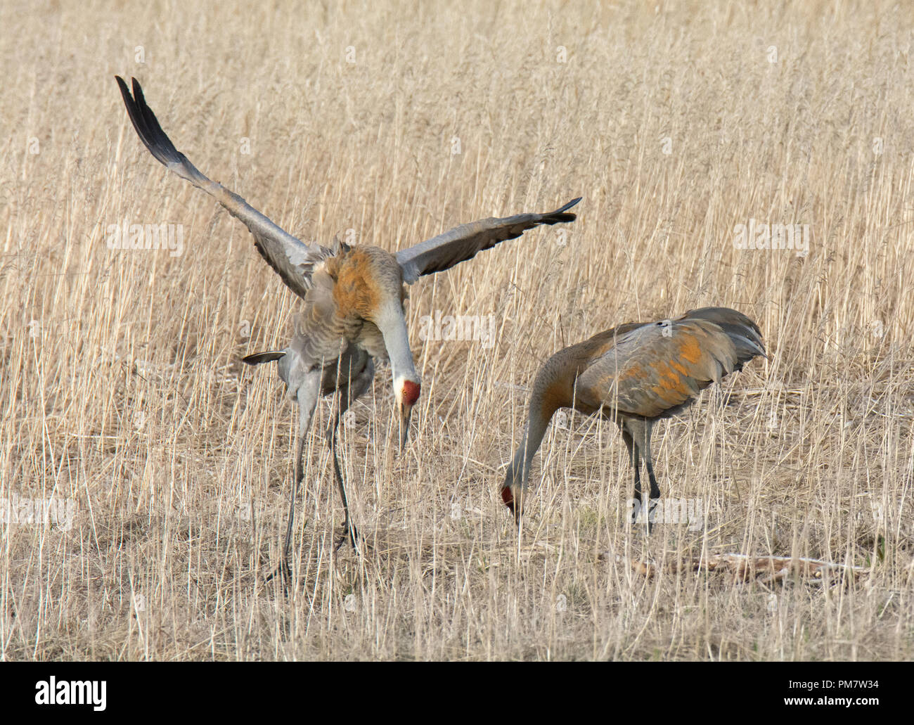 Crane wings hi-res stock photography and images - Alamy