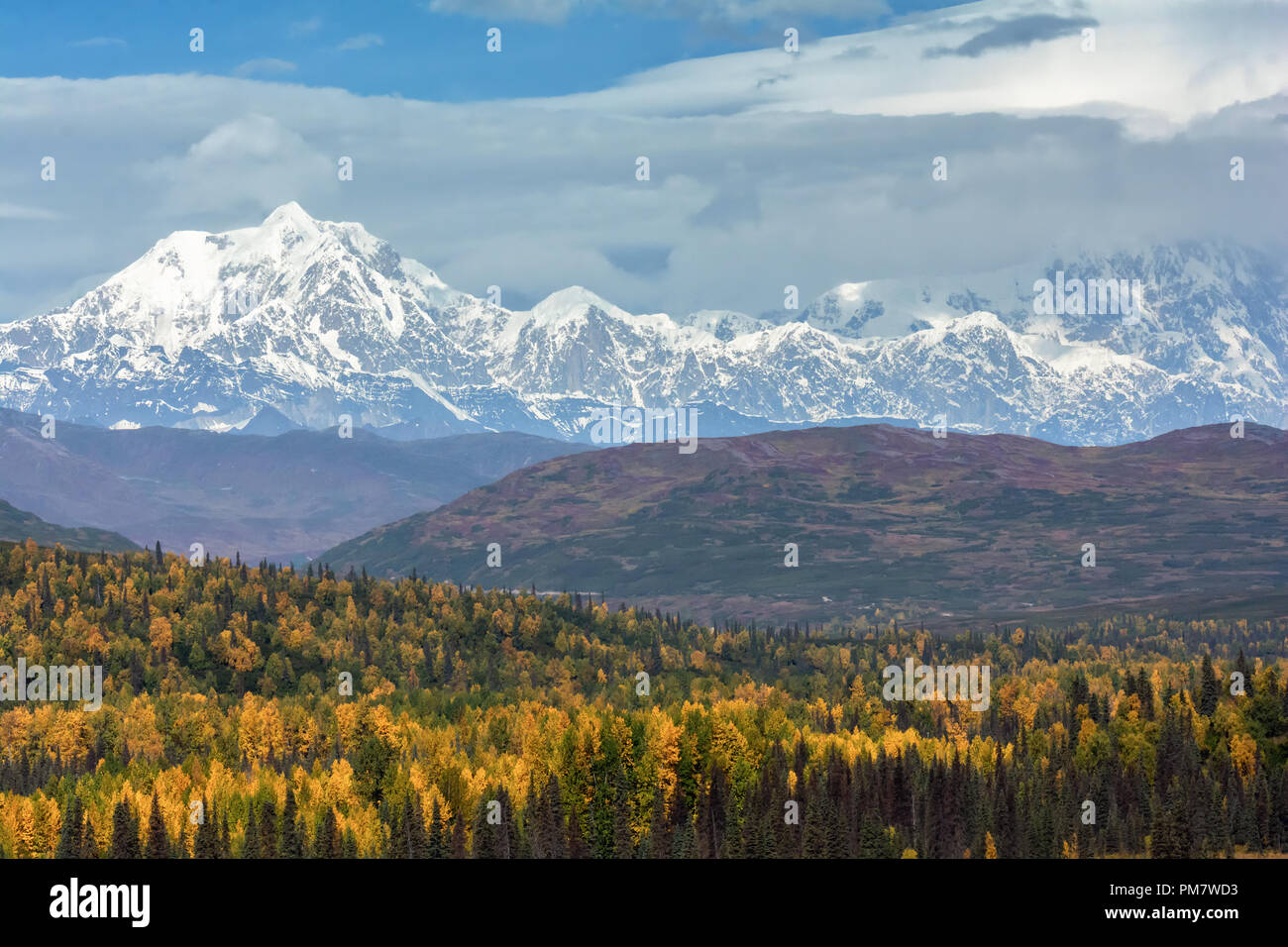 The snow covered Alaskan range rises above an forest filled with fall ...