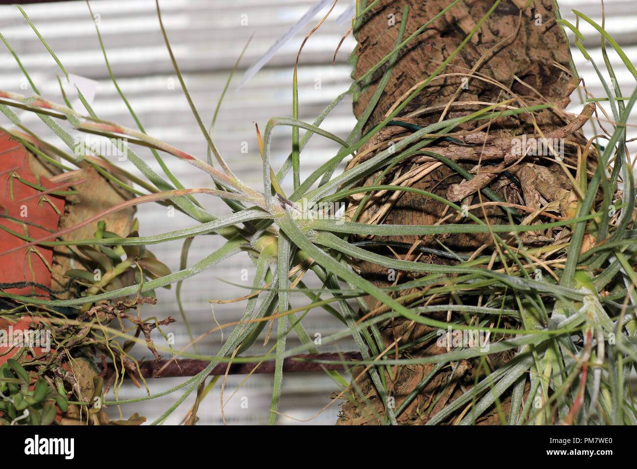 The bromeliads, also called pineapple plants, are a plant family in the ...