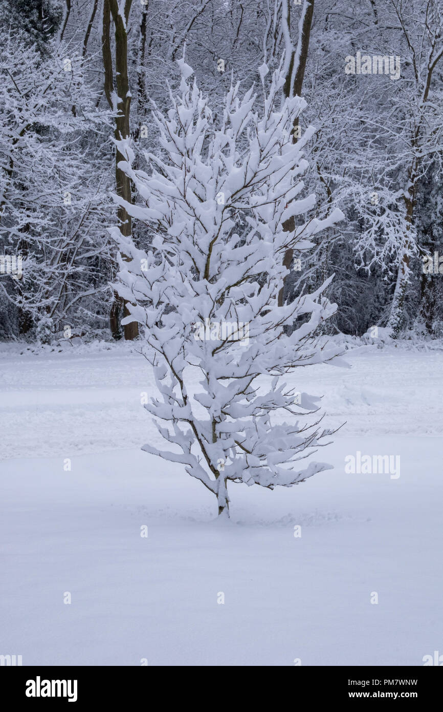 Snow covered trees in a wintery English landscape Stock Photo - Alamy