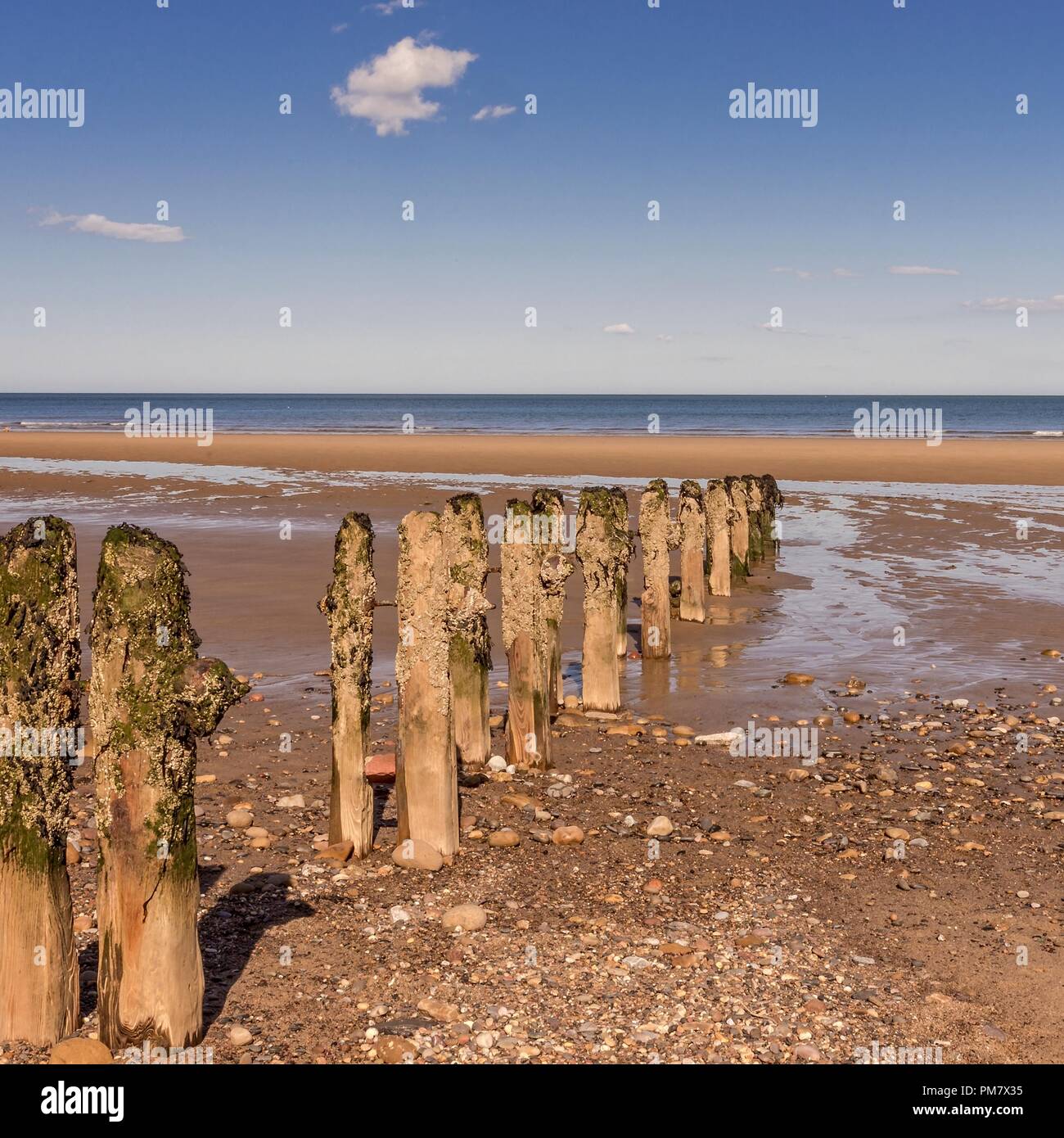 Old and barnacle crusted breakwater posts on a pebble strewn beach ...