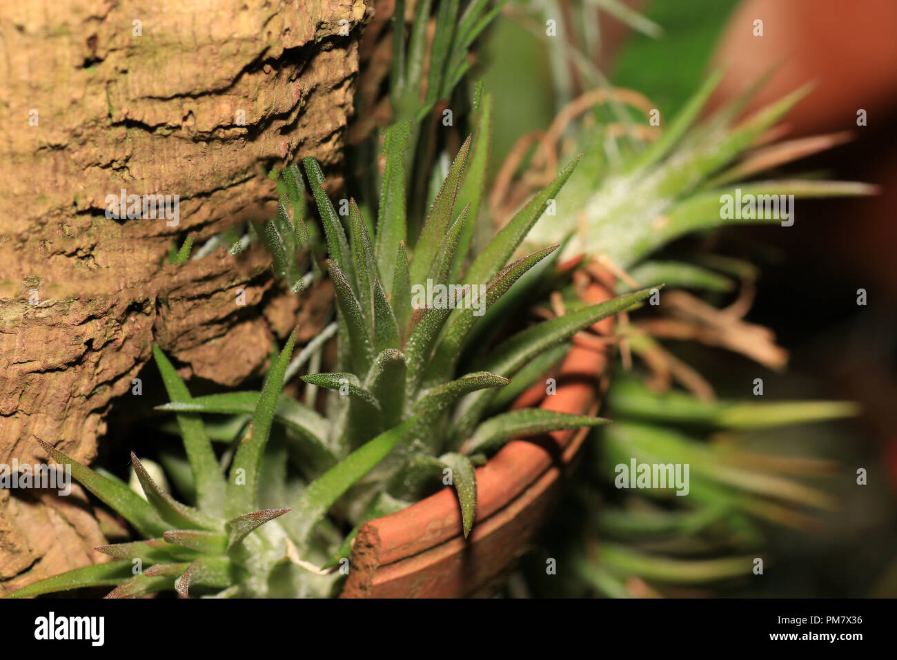 The bromeliads, also called pineapple plants, are a plant family in the ...