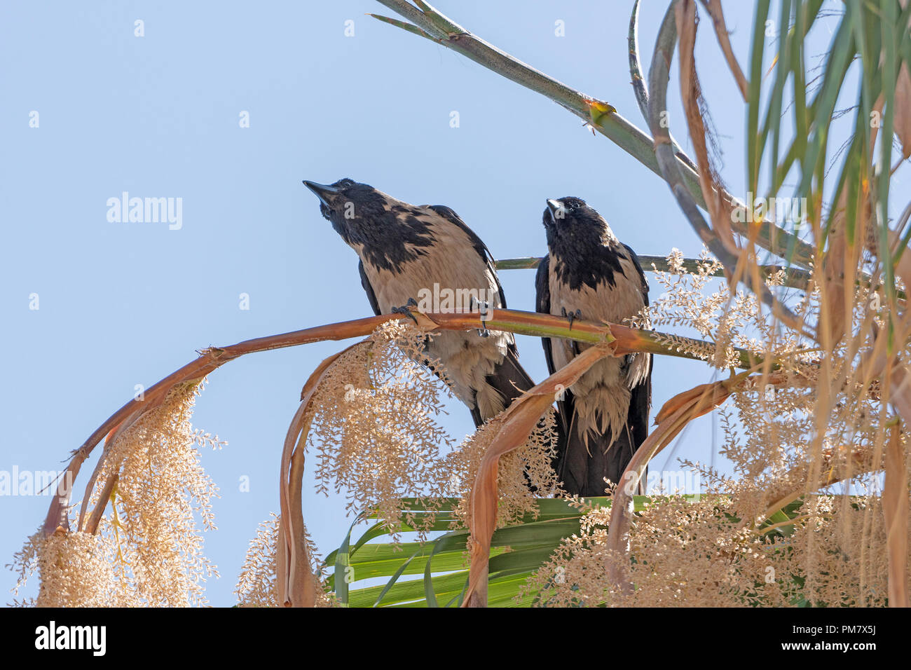 Israel wildlife hi-res stock photography and images - Alamy