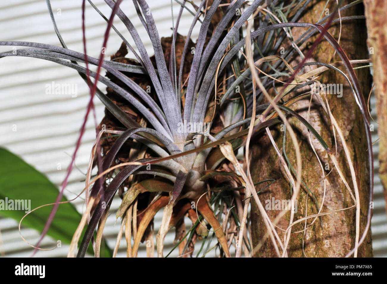 The bromeliads, also called pineapple plants, are a plant family in the ...
