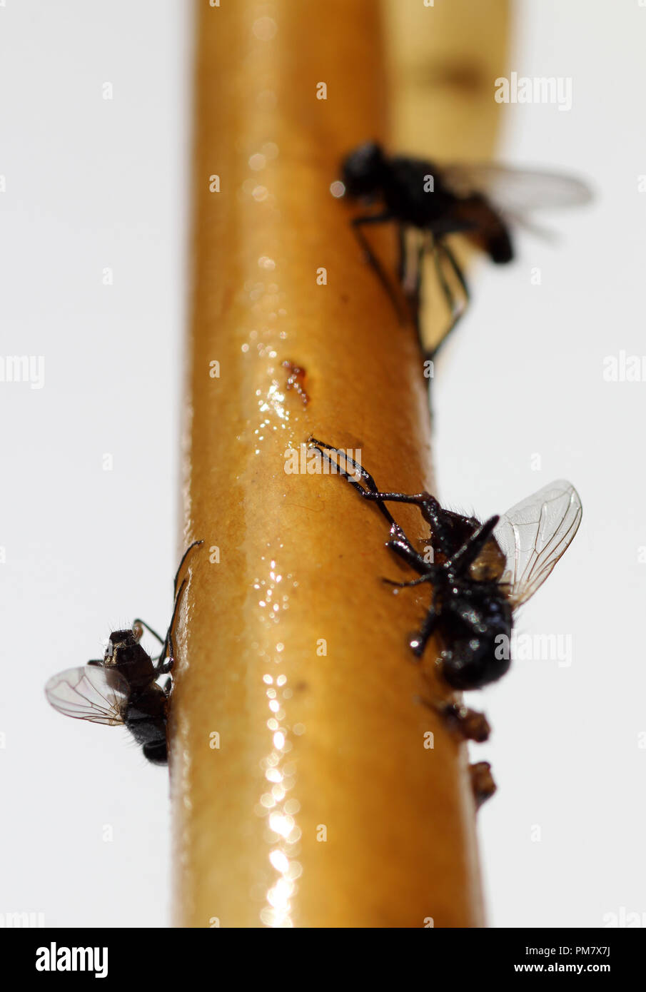 Flies and sticky paper hi-res stock photography and images - Alamy